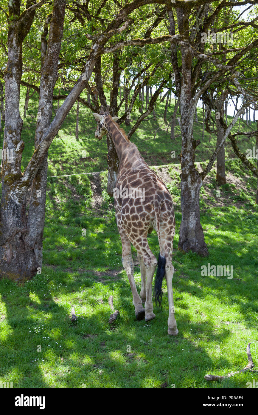 A large adult giraffe walking away into oak trees on spring grass in ...