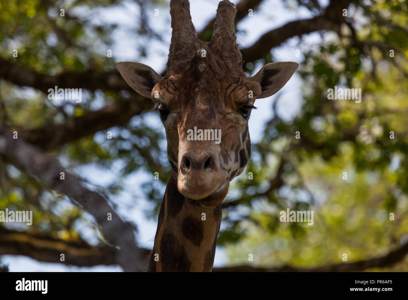 A large adult giraffe standing in soft light from sunshine filtering ...
