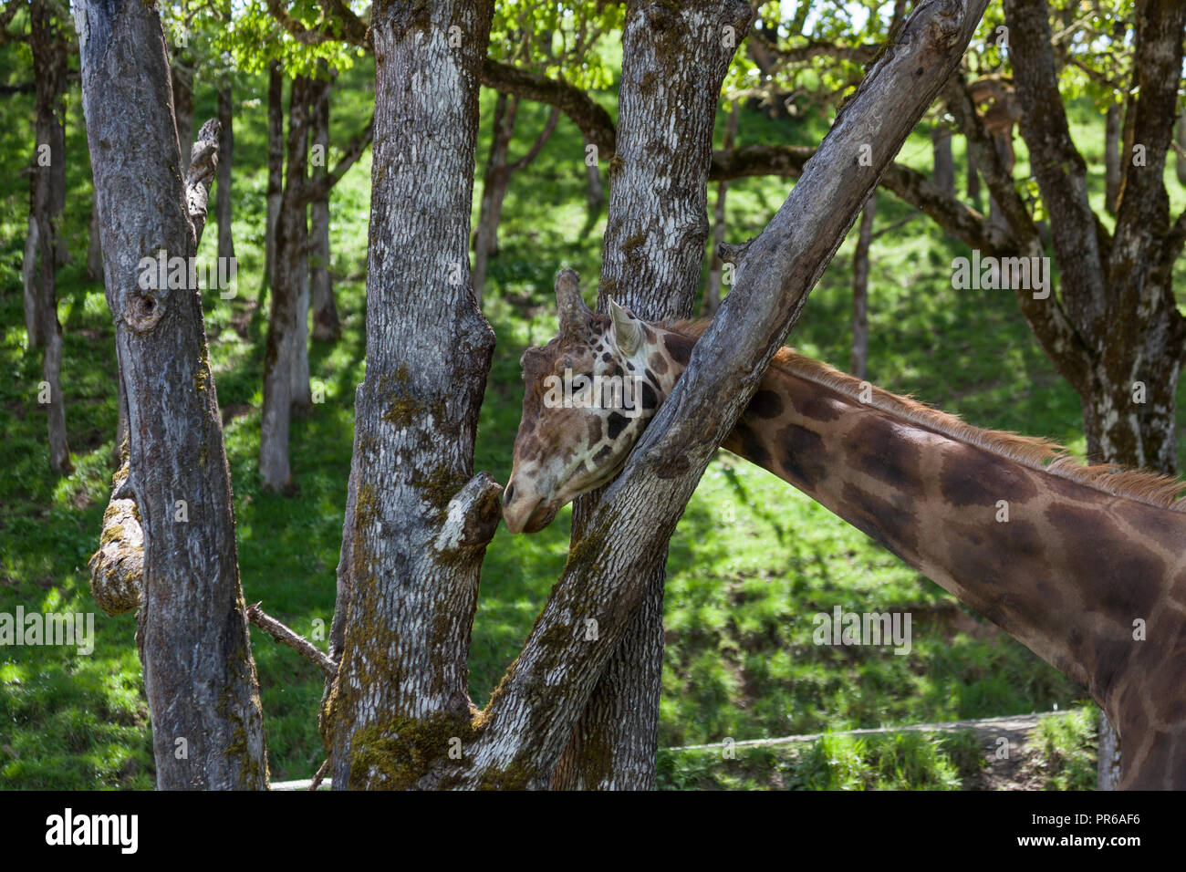 A large adult giraffe scratching its neck on an oak tree in the woods ...