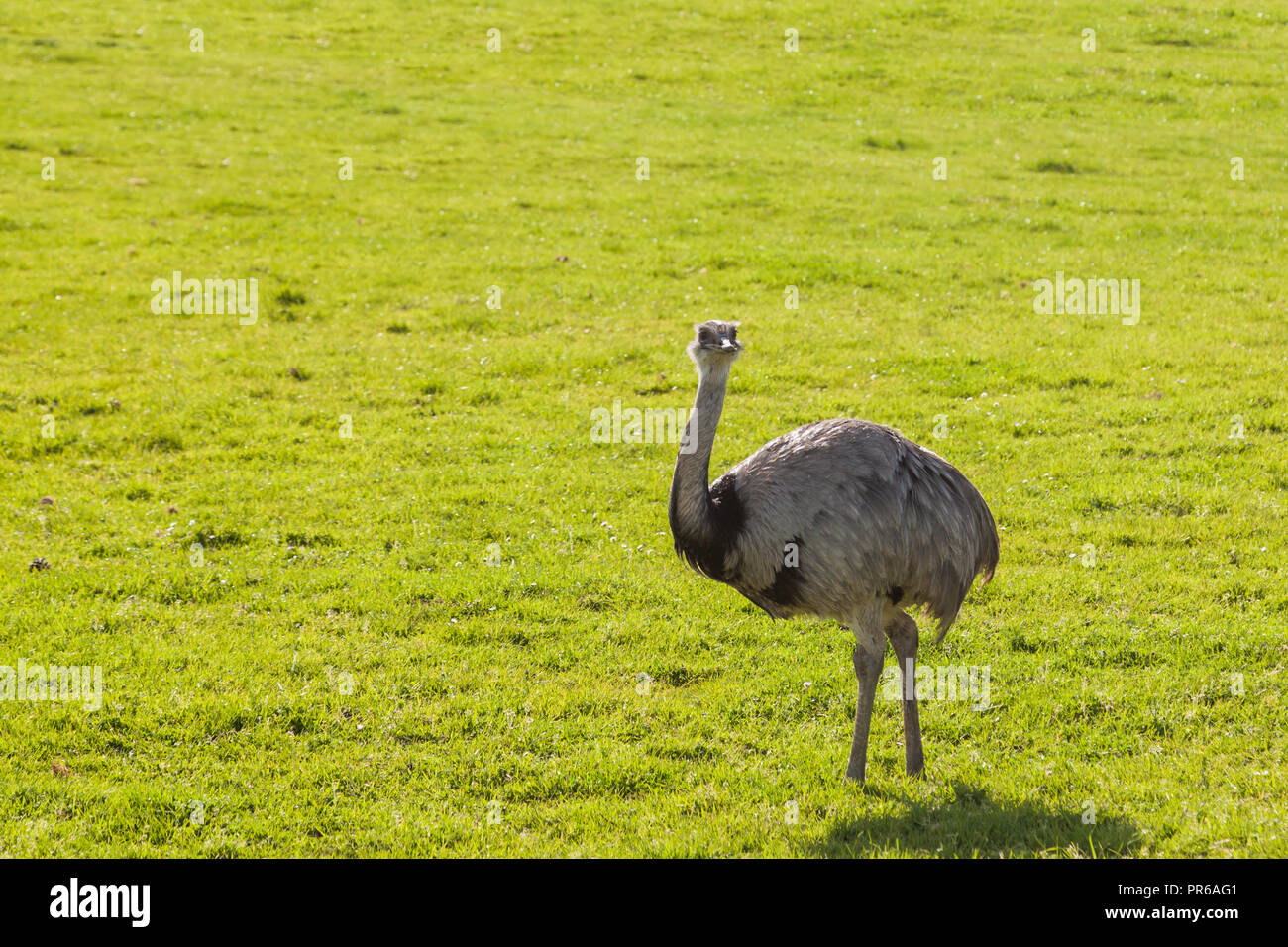An adult greater rhea bird that is similar to an emu or an ostrich is ...