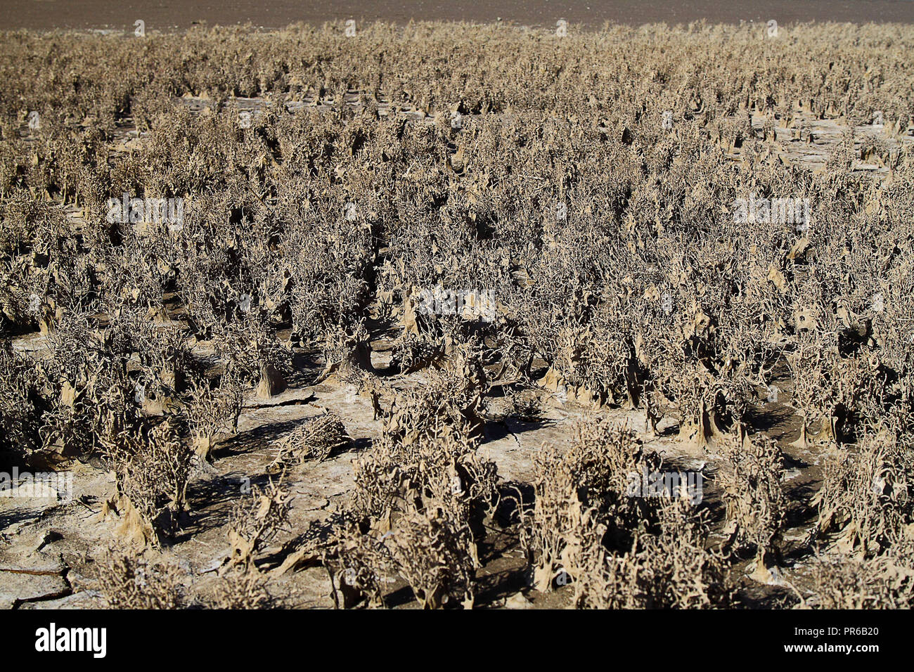 Arid Region In Bodrum Stock Photo - Alamy
