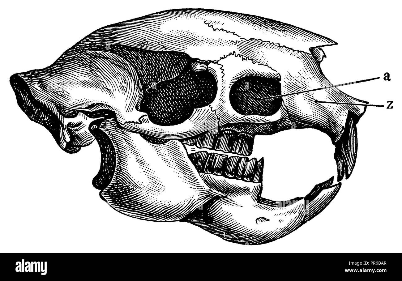 crested porcupine : skull. a) orbital; z) premaxilla with the upper ...