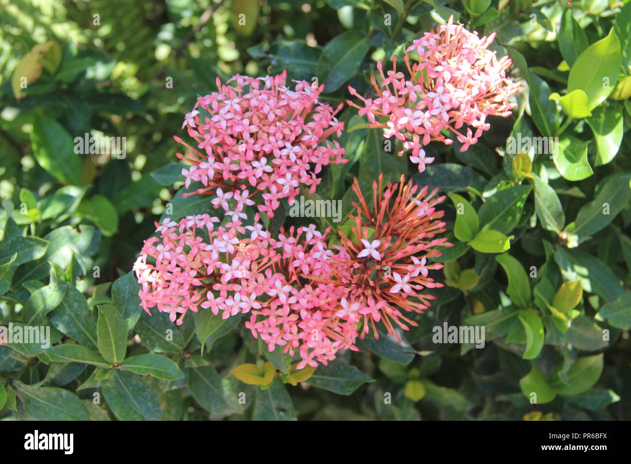 Beautiful and Alluring Flowers in Central Java, Indonesia Stock Photo ...