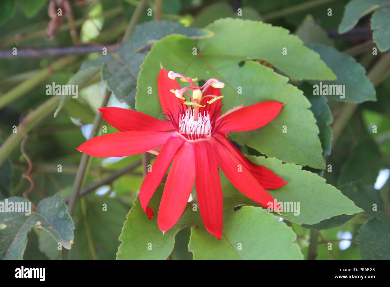 Gamopetalous hi-res stock photography and images - Alamy