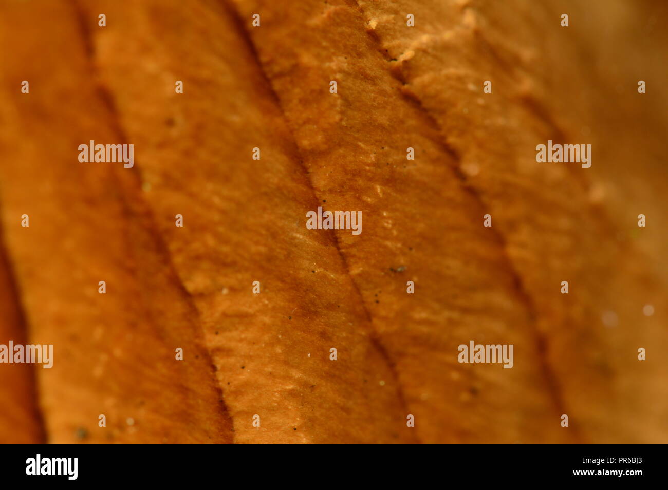 Background texture of fallen tree fractured stem in the light of the ...
