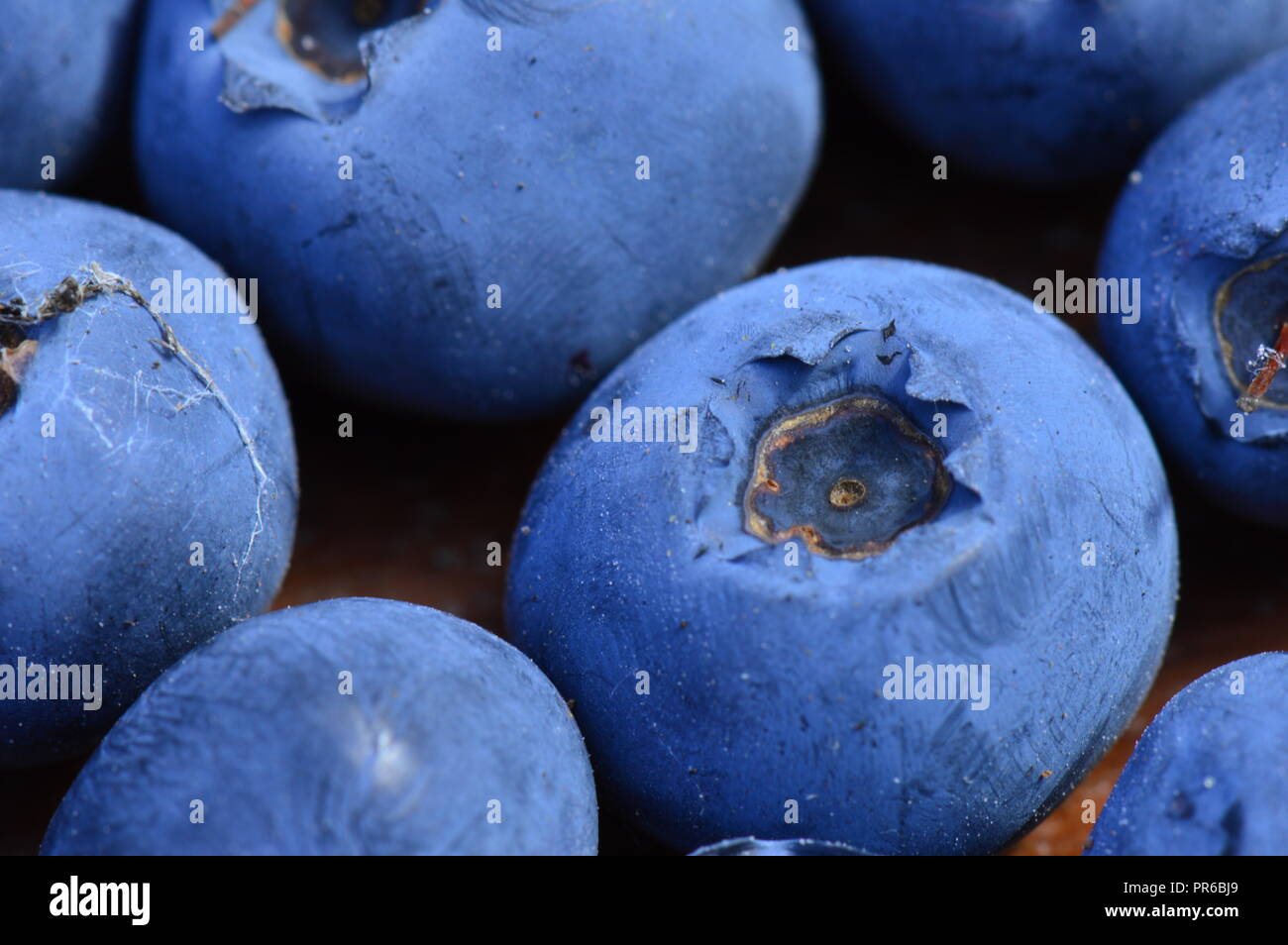 Marsh berries hi-res stock photography and images - Alamy