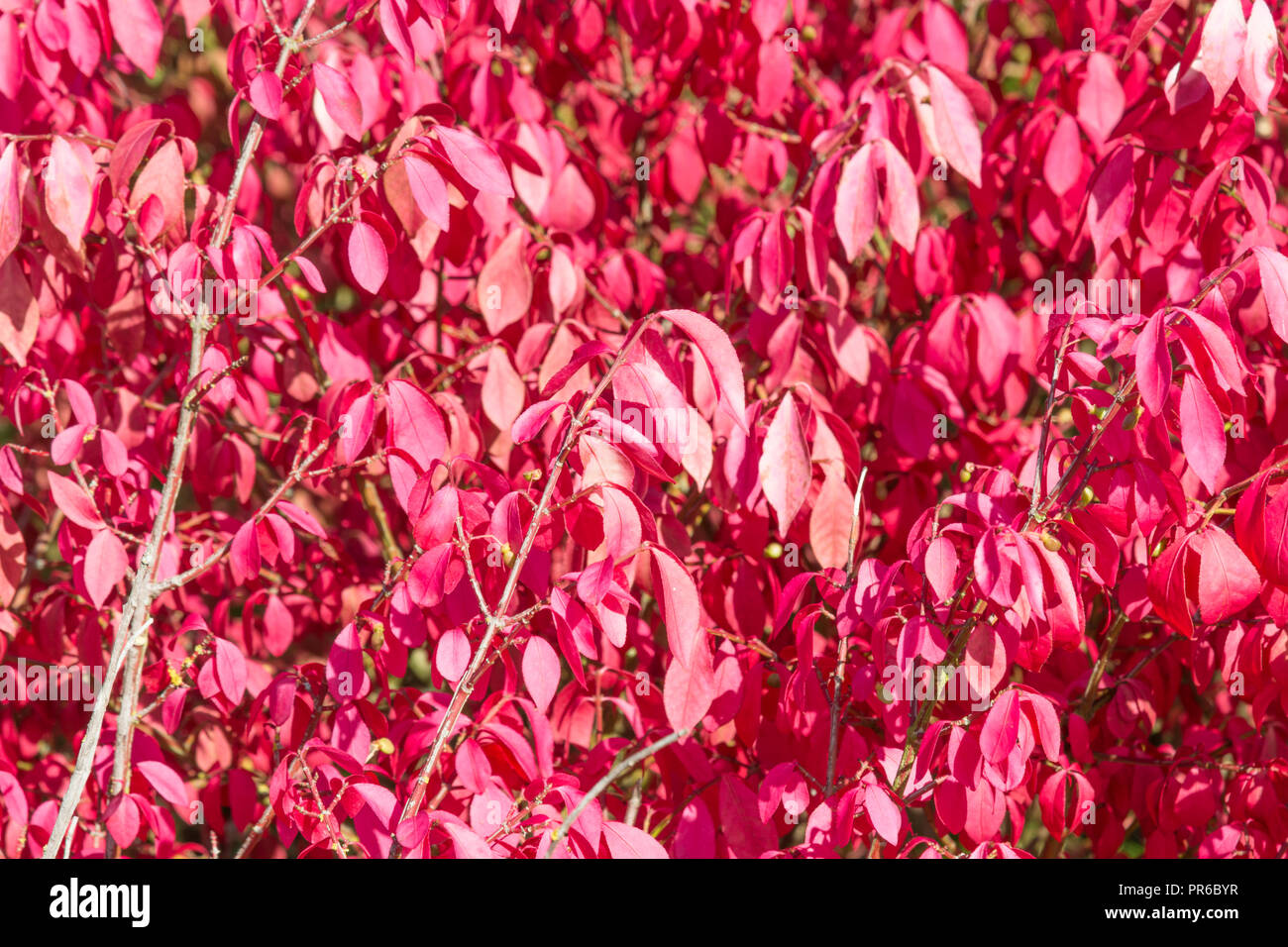 Euonymus alatus 'Compactus' Stock Photo - Alamy