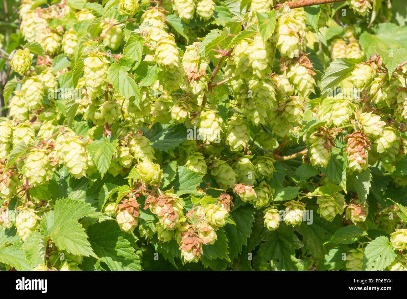 Hops in flower hi-res stock photography and images - Alamy
