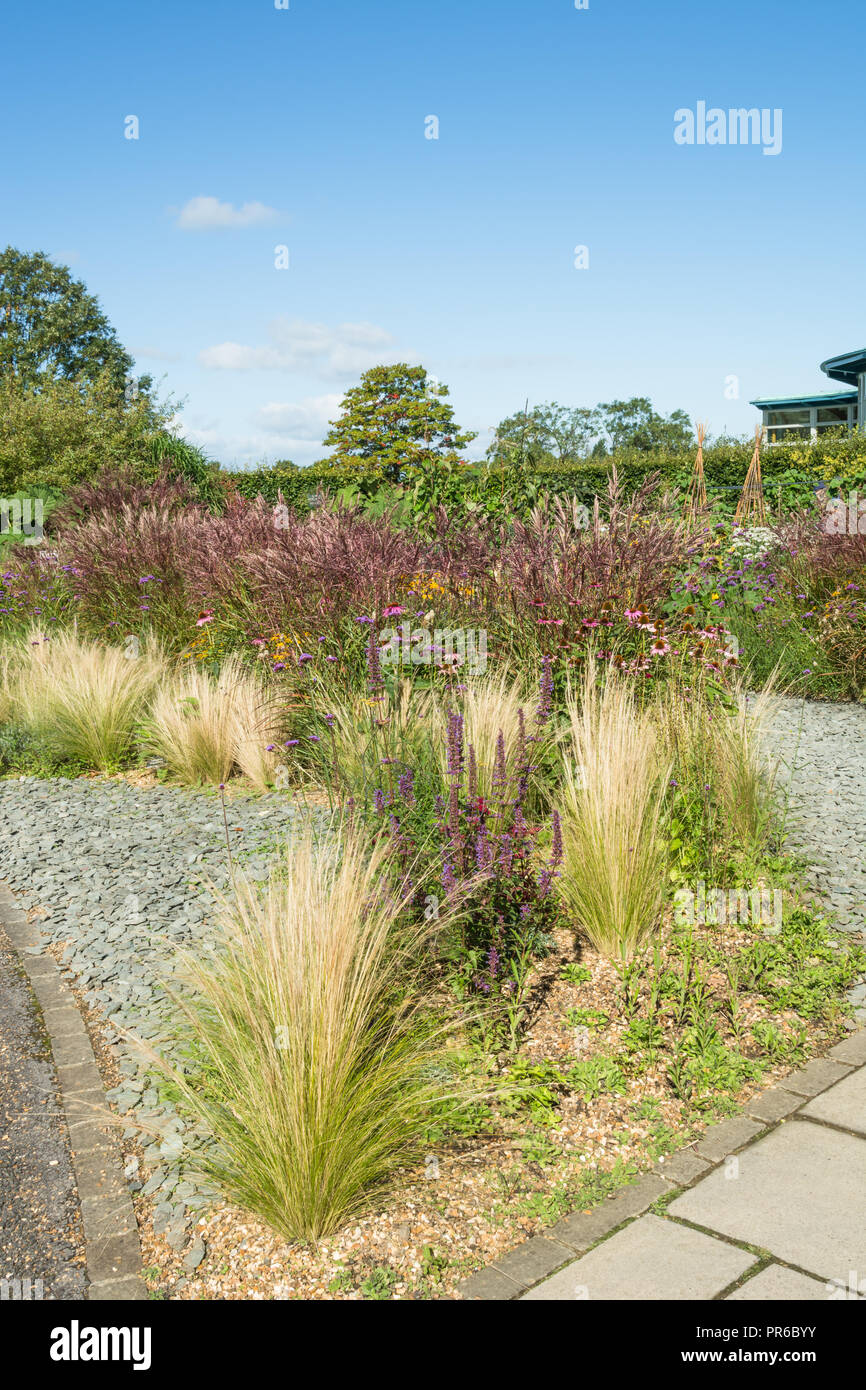 Stipa Tenuissima grasses in a border Stock Photo - Alamy