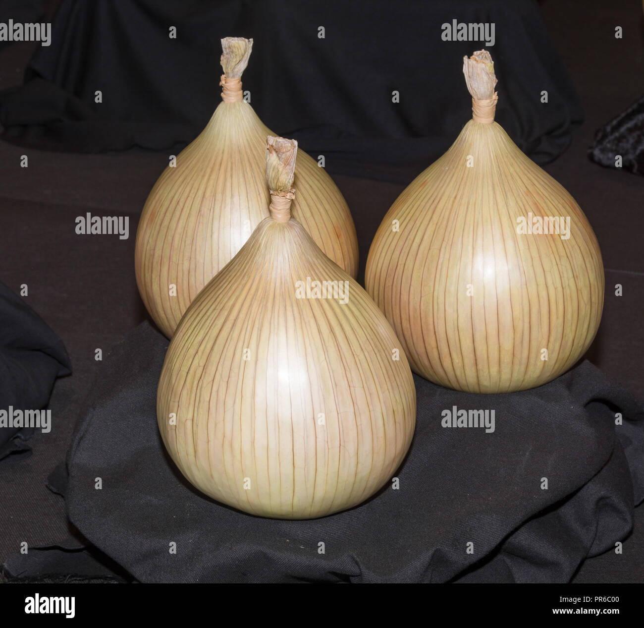 Exhibition Onions High Resolution Stock Photography and Images - Alamy