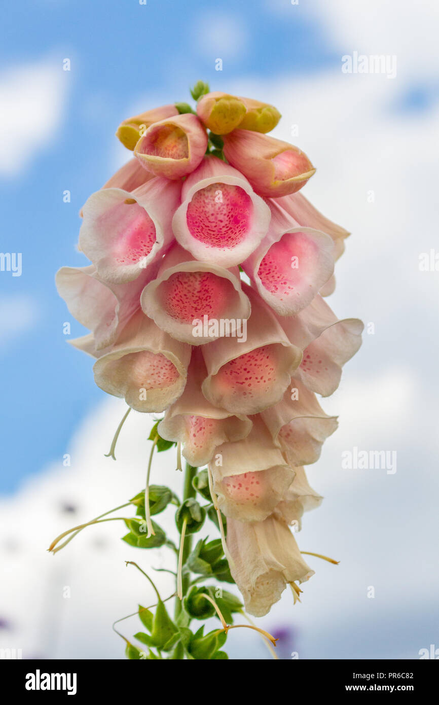 Foxglove closeup image hi-res stock photography and images - Alamy