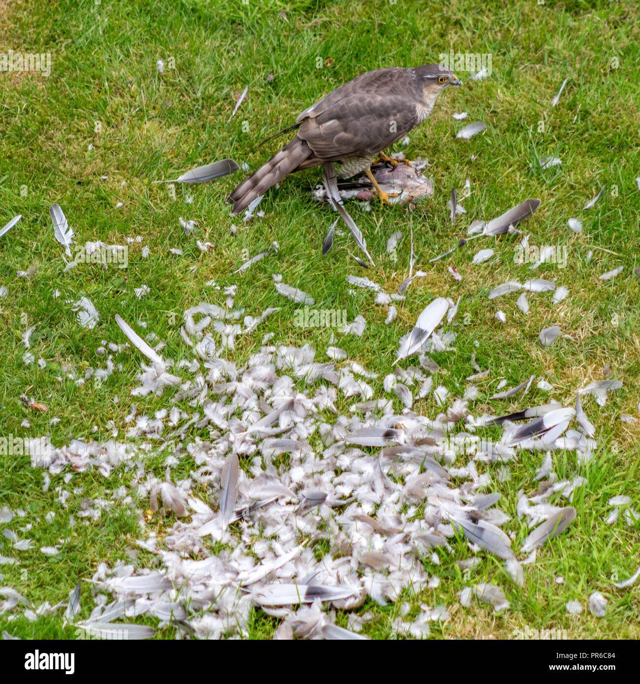 Sparrowhawk eating hunted pigeon Stock Photo - Alamy
