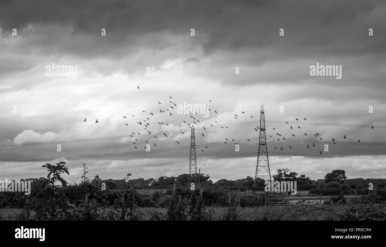 Birds fly past electricity pylons, Wirral, UK Stock Photo - Alamy