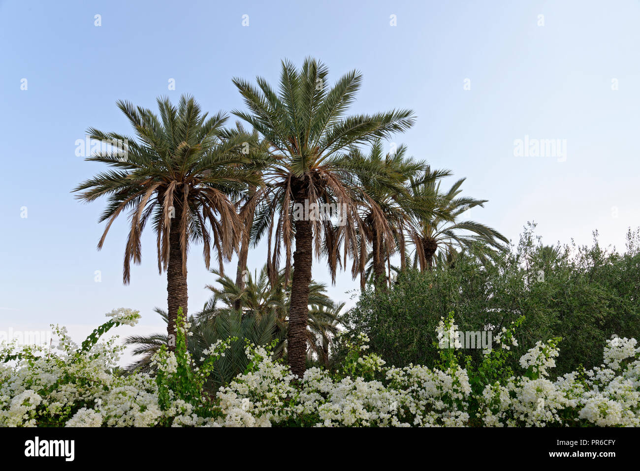 Grove garden hi-res stock photography and images - Alamy