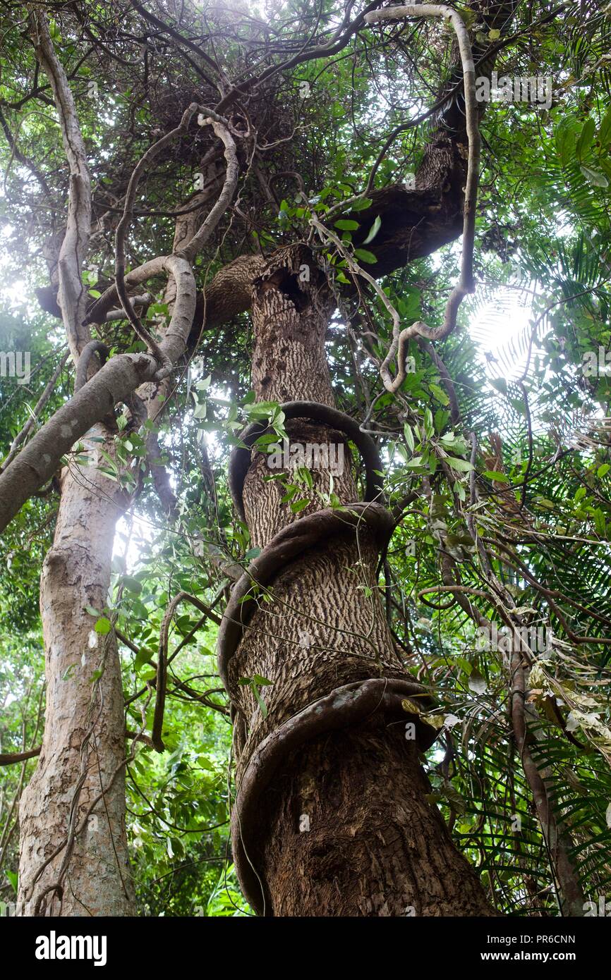 Jungle tioman island hi-res stock photography and images - Alamy