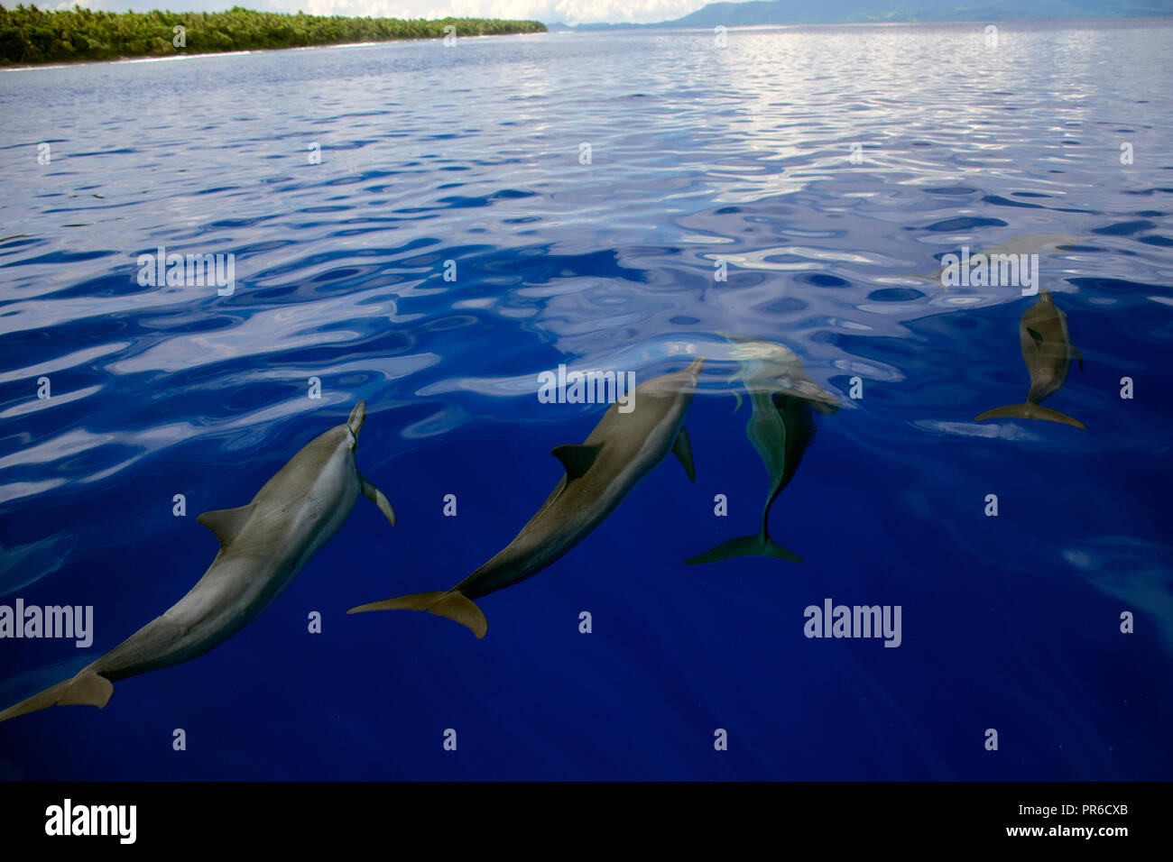Spinner dolphins, Stenella longirostris, Ant Atoll, Pohnpei, Federated ...