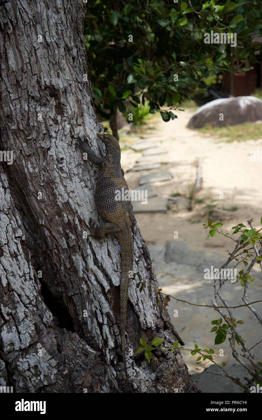 monitor lizard on Tioman Island Stock Photo - Alamy