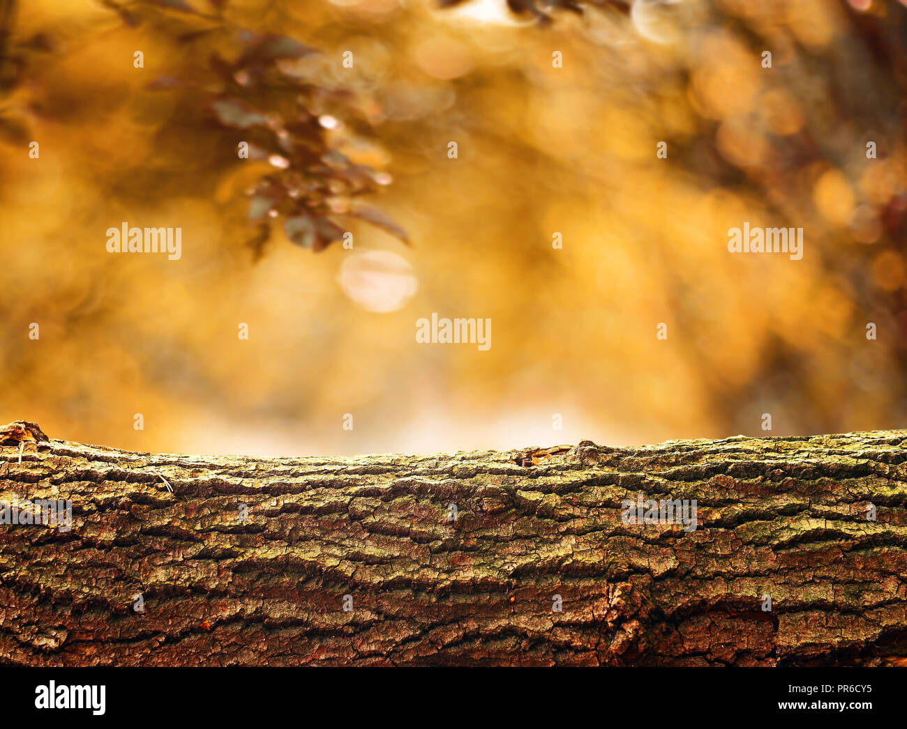 Wooden log background for product display montages Stock Photo - Alamy