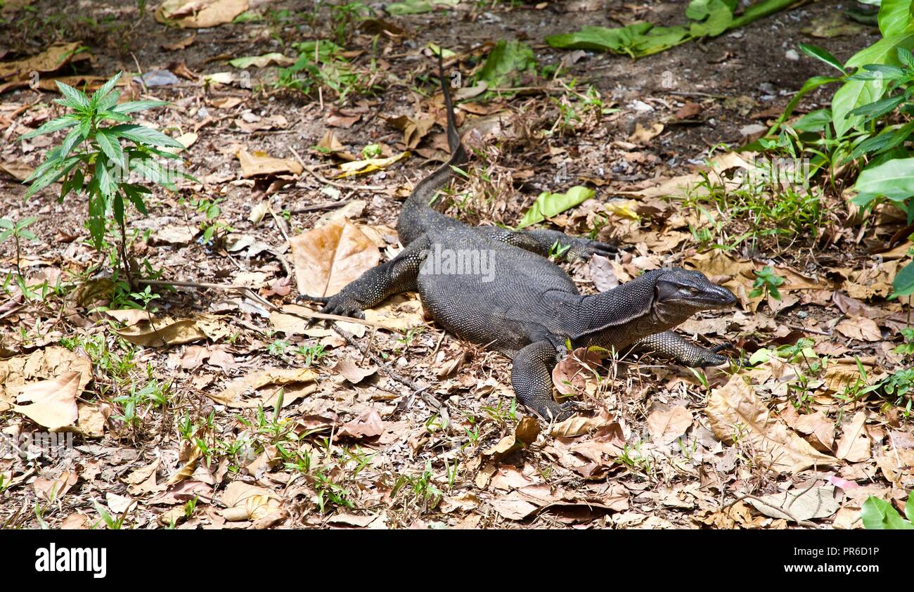 monitor lizard on Tioman Island Stock Photo - Alamy