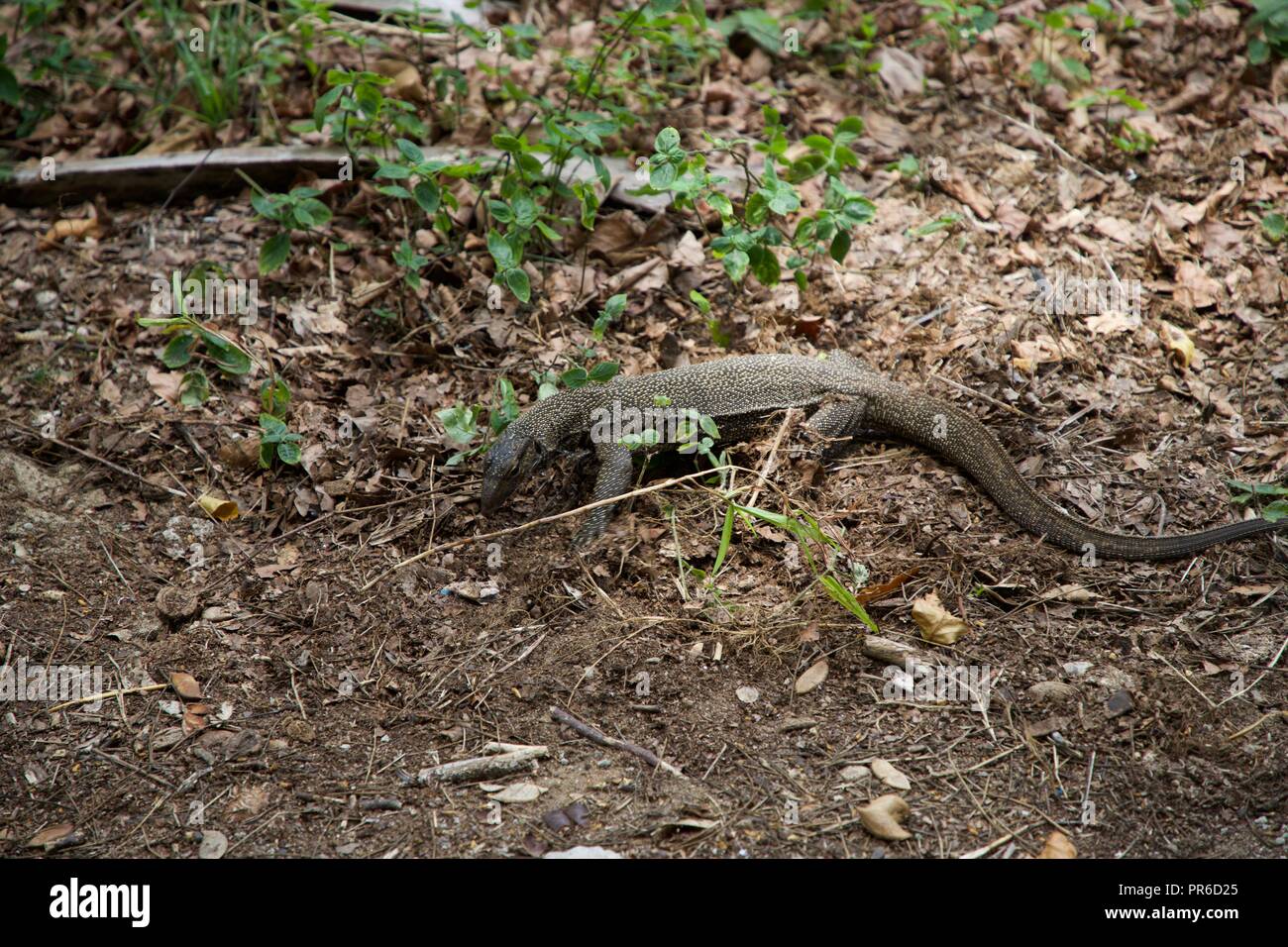 monitor lizard on Tioman Island Stock Photo - Alamy