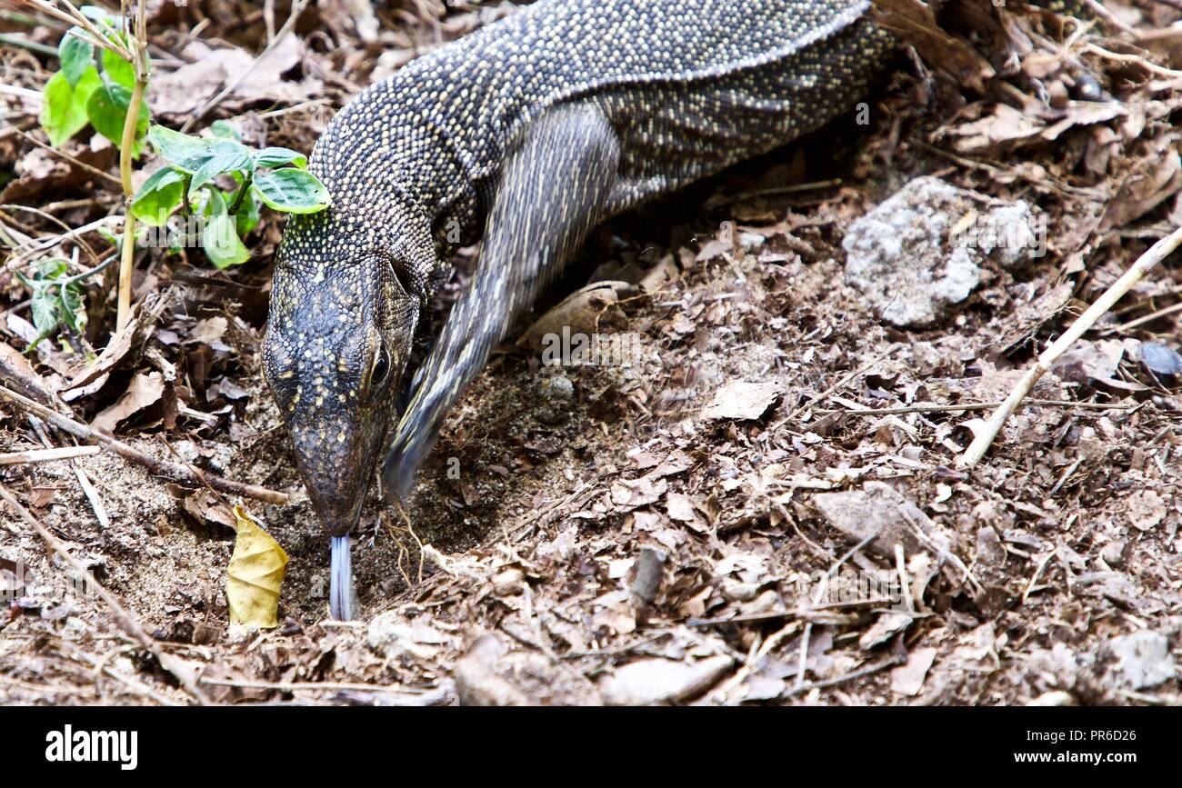monitor lizard on Tioman Island Stock Photo - Alamy