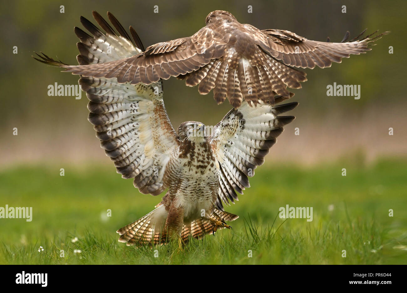 Male and female buzzards hi-res stock photography and images - Alamy