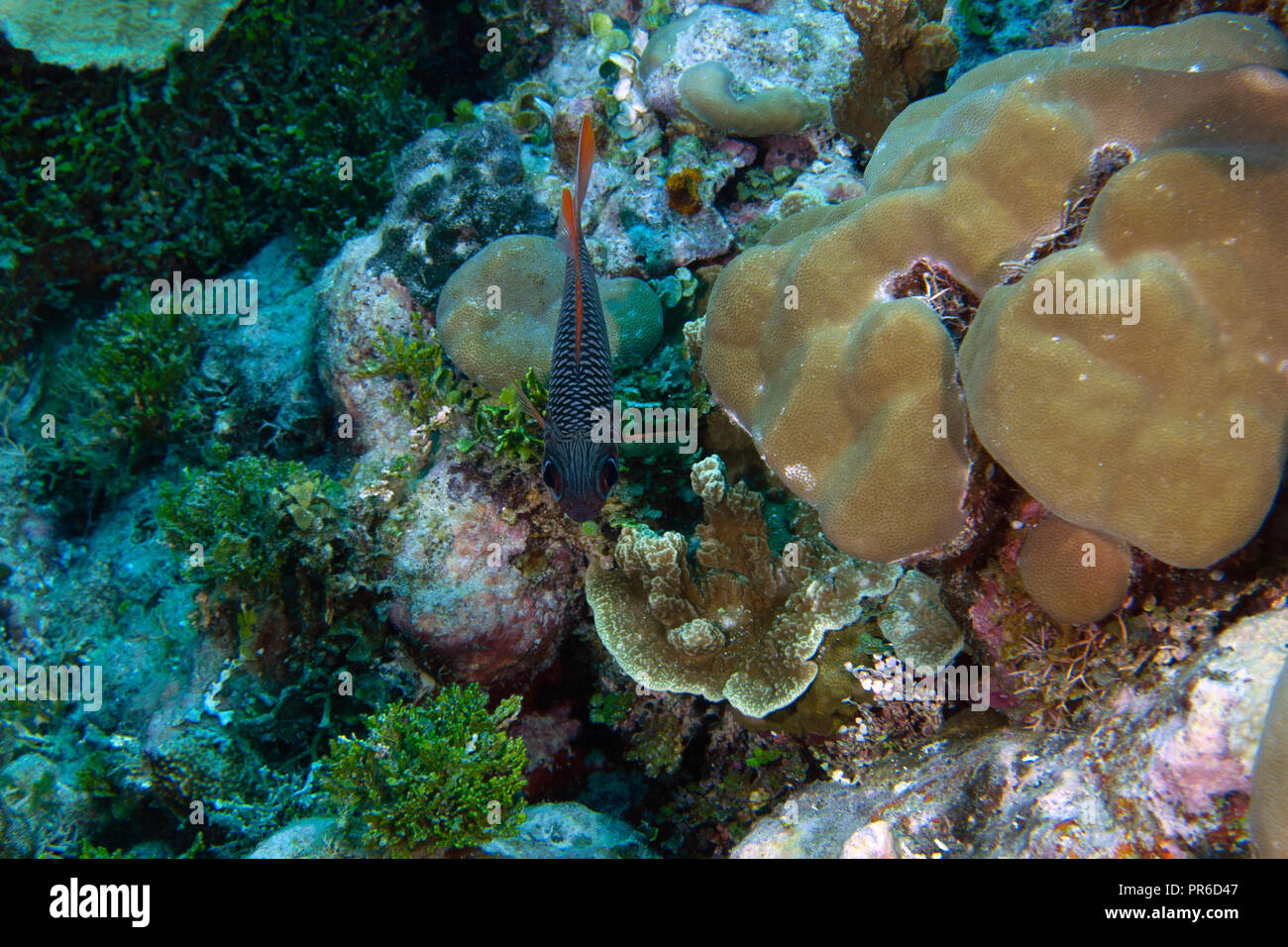 Soldierfish, Myripristis sp., Pohnpei, Federated States of Micronesia ...