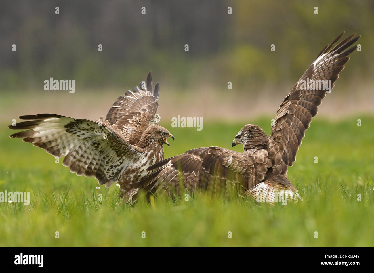 Male and female buzzards hi-res stock photography and images - Alamy