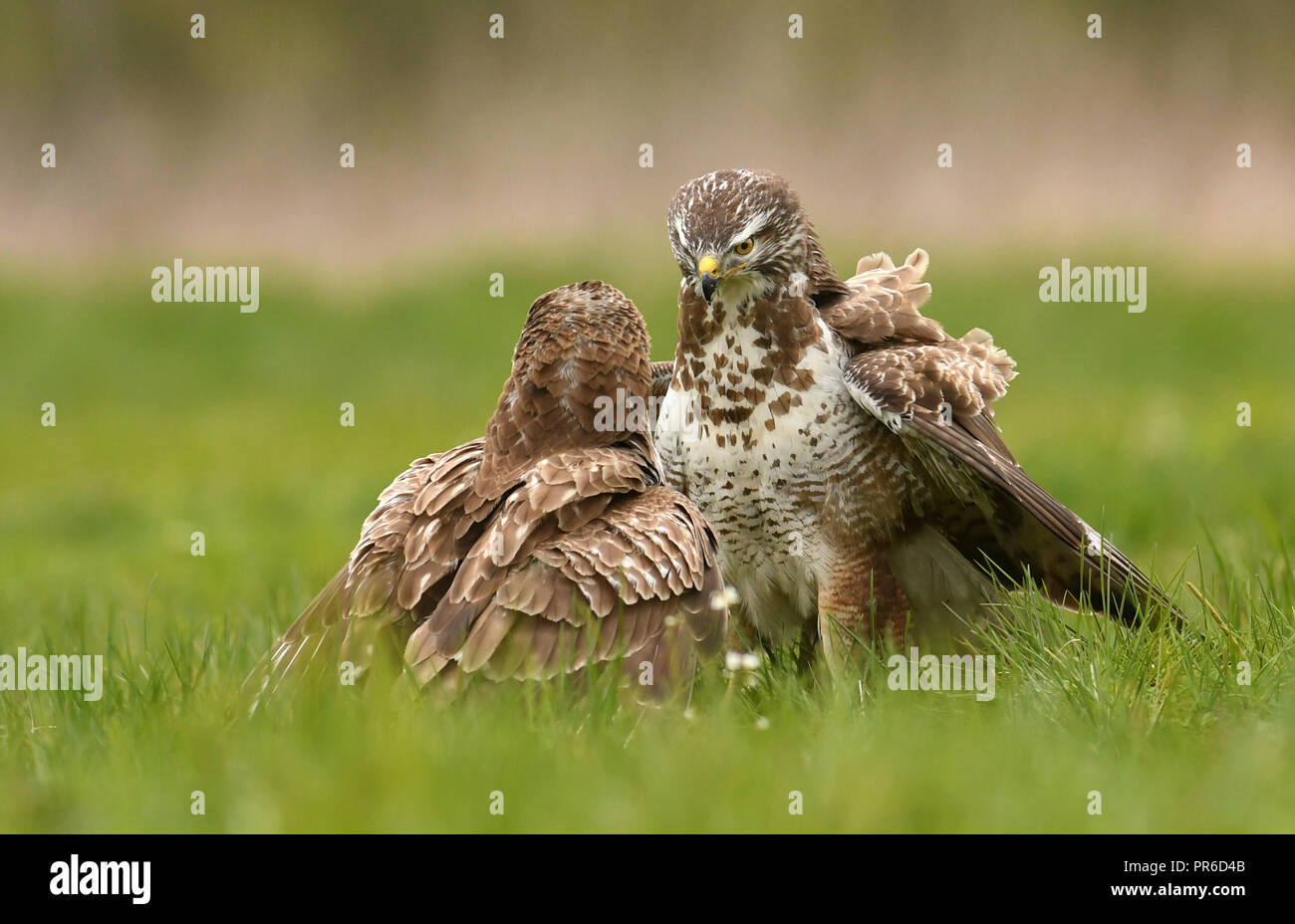 Male and female buzzards hi-res stock photography and images - Alamy