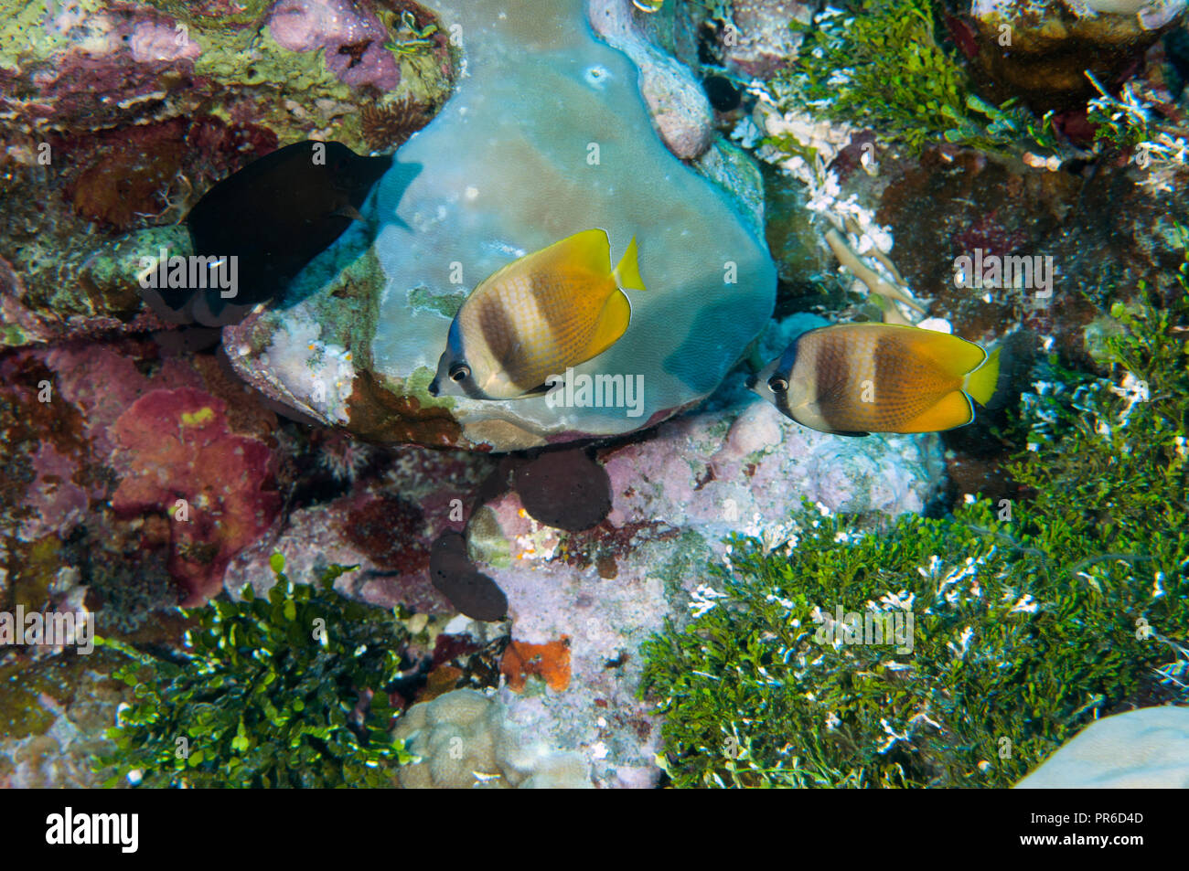 Pair of blacklip or sunburst butterflyfish, Chaetodon kleinii, Pohnpei ...