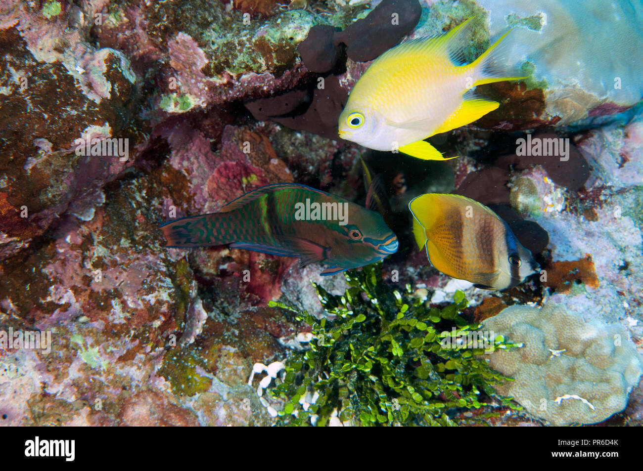 Blacklip or sunburst butterflyfish, Chaetodon kleinii, surf parrotfish ...