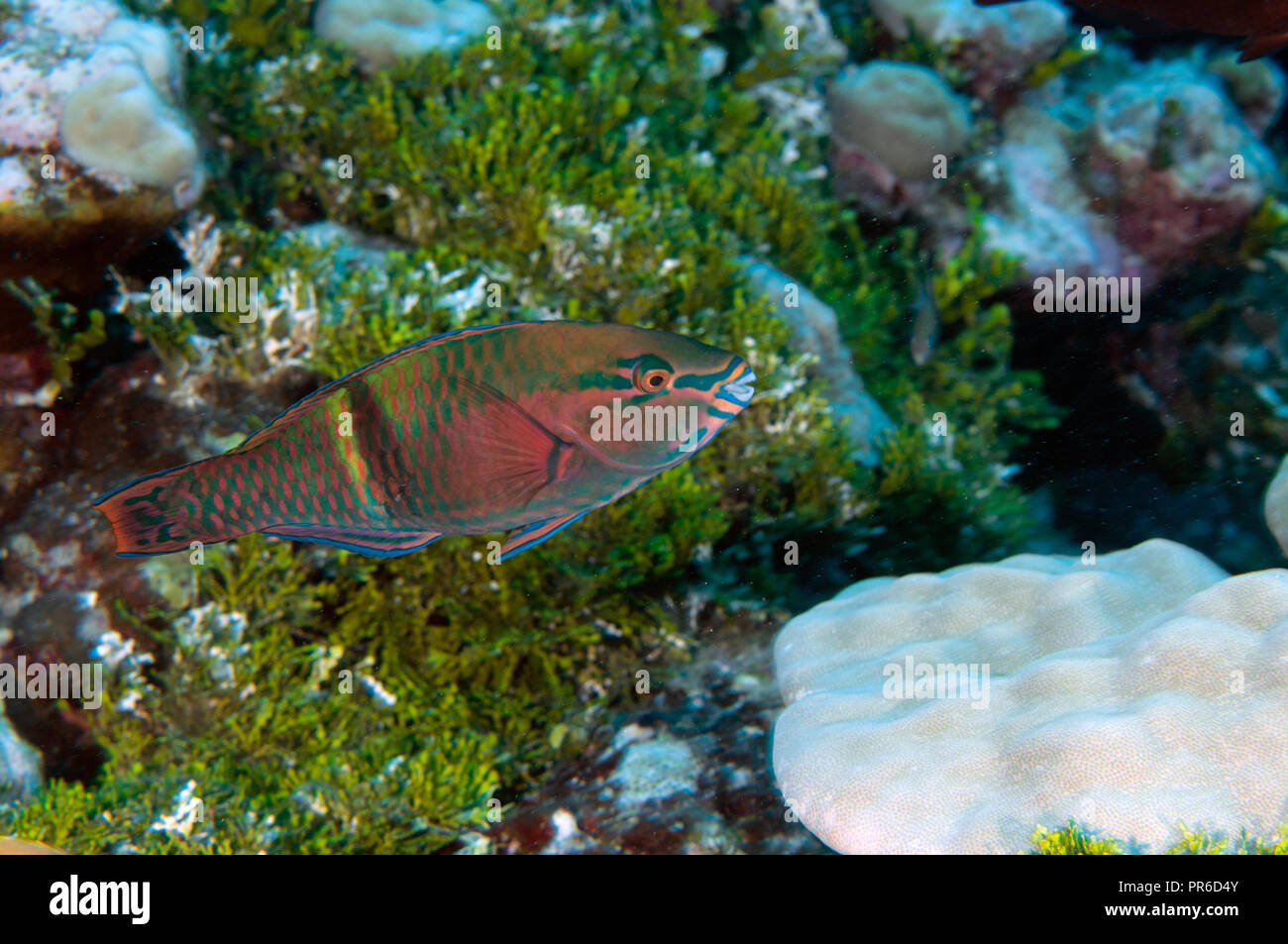 Surf parrotfish, Scarus rivulatus, Pohnpei, Federated States of ...