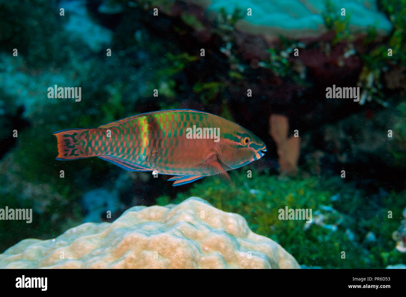 Pohnpei surf hi-res stock photography and images - Alamy