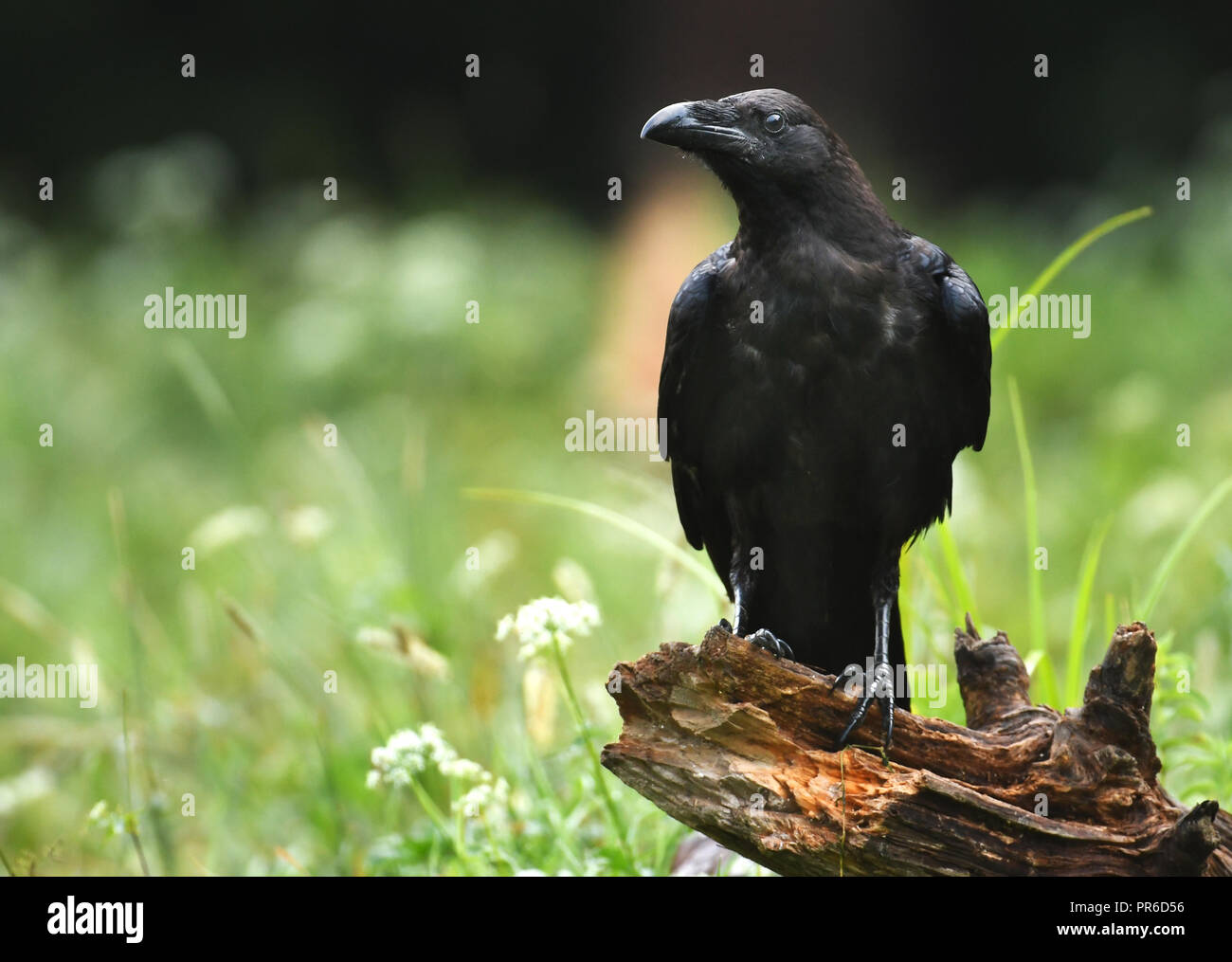 Common Raven (Corvus corax Stock Photo - Alamy