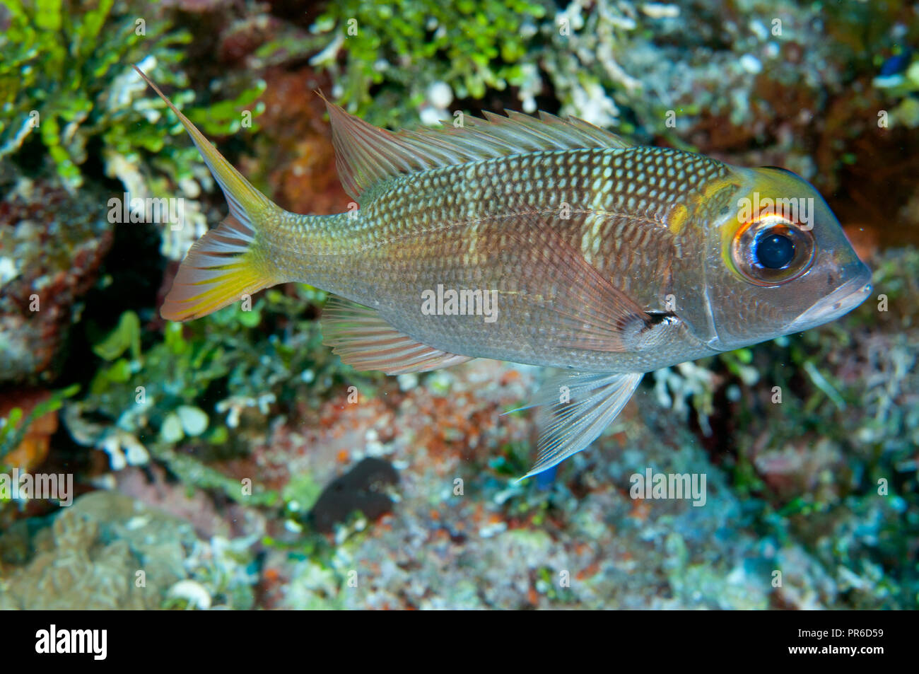 Bigeye emperor or bream, Monotaxis grandoculis, Pohnpei, Federated ...