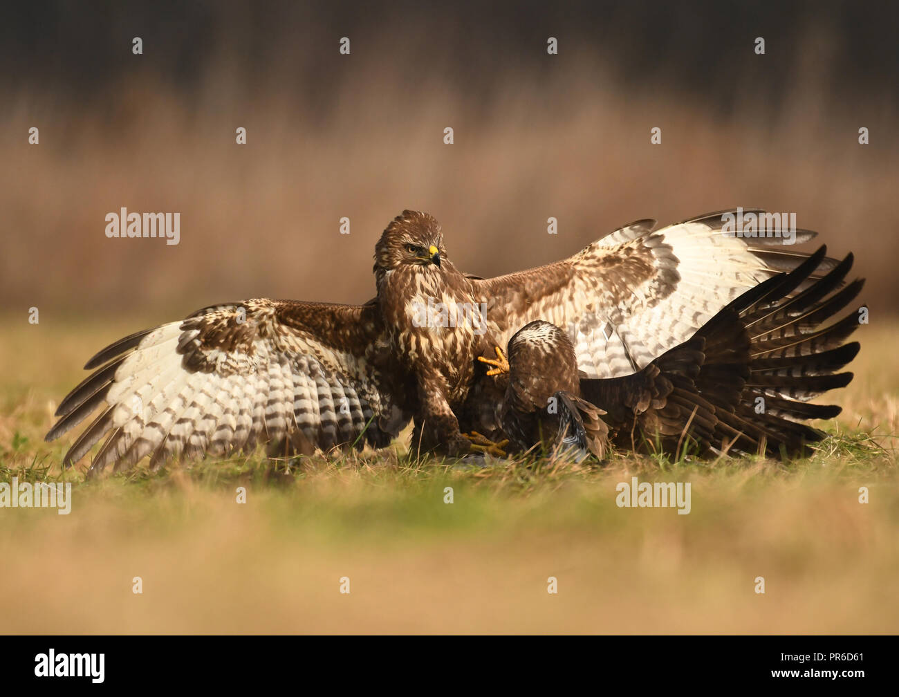 Wild male common buzzard hi-res stock photography and images - Alamy