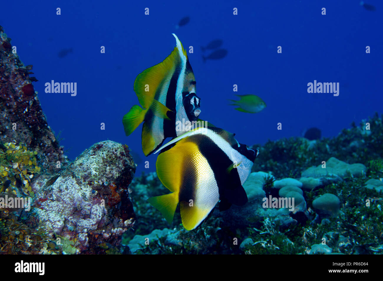 Masked bannerfish, Heniochus monoceros, Pohnpei, Federated States of ...