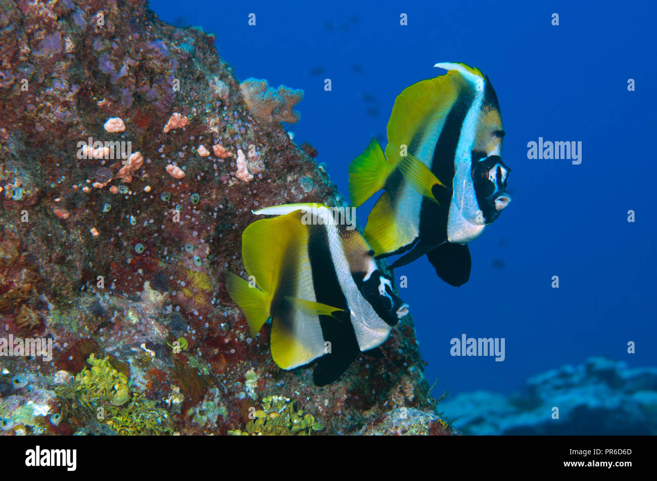 Masked bannerfish, Heniochus monoceros, Pohnpei, Federated States of ...