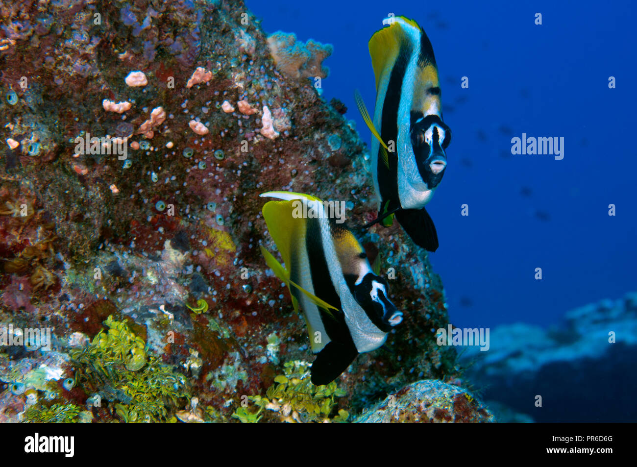 Masked bannerfish, Heniochus monoceros, Pohnpei, Federated States of ...