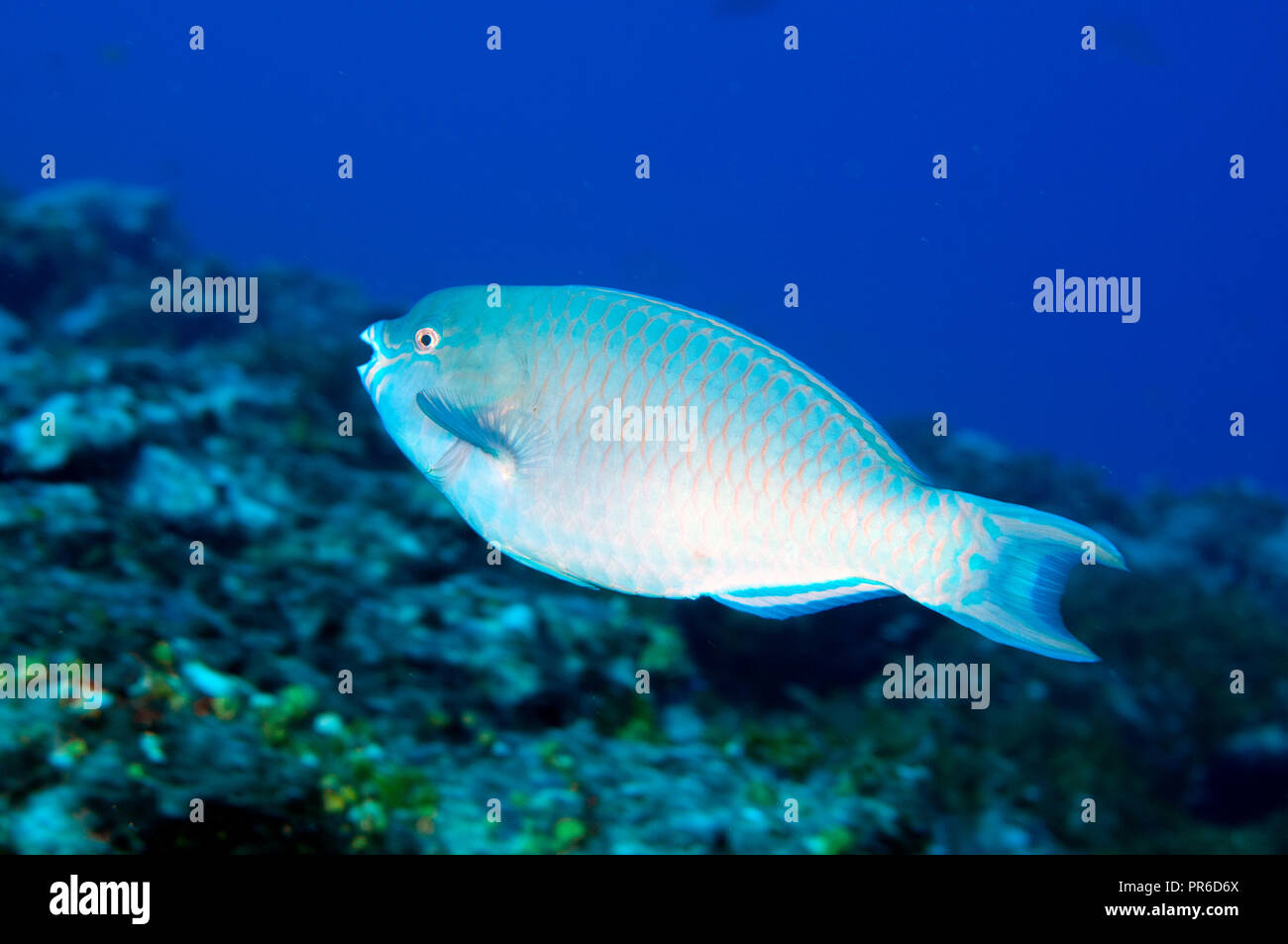 Redlip Parrotfish