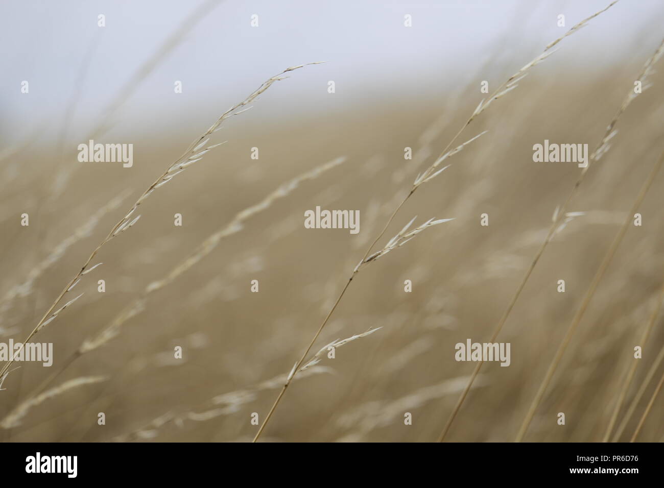 Field in the Chess Valley Walk Stock Photo - Alamy