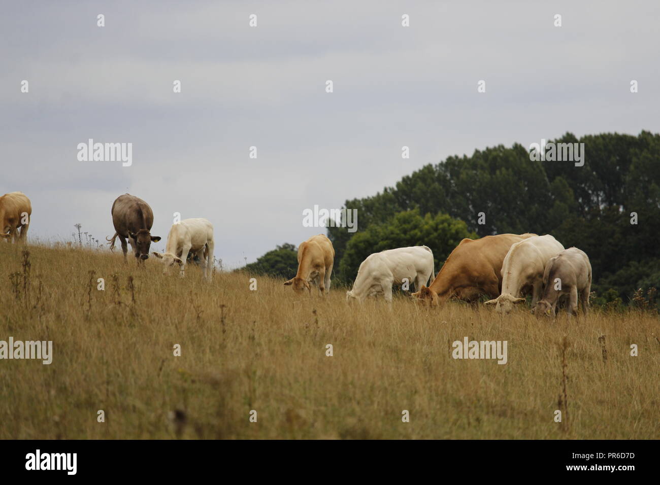 Chess valley walk Stock Photo - Alamy