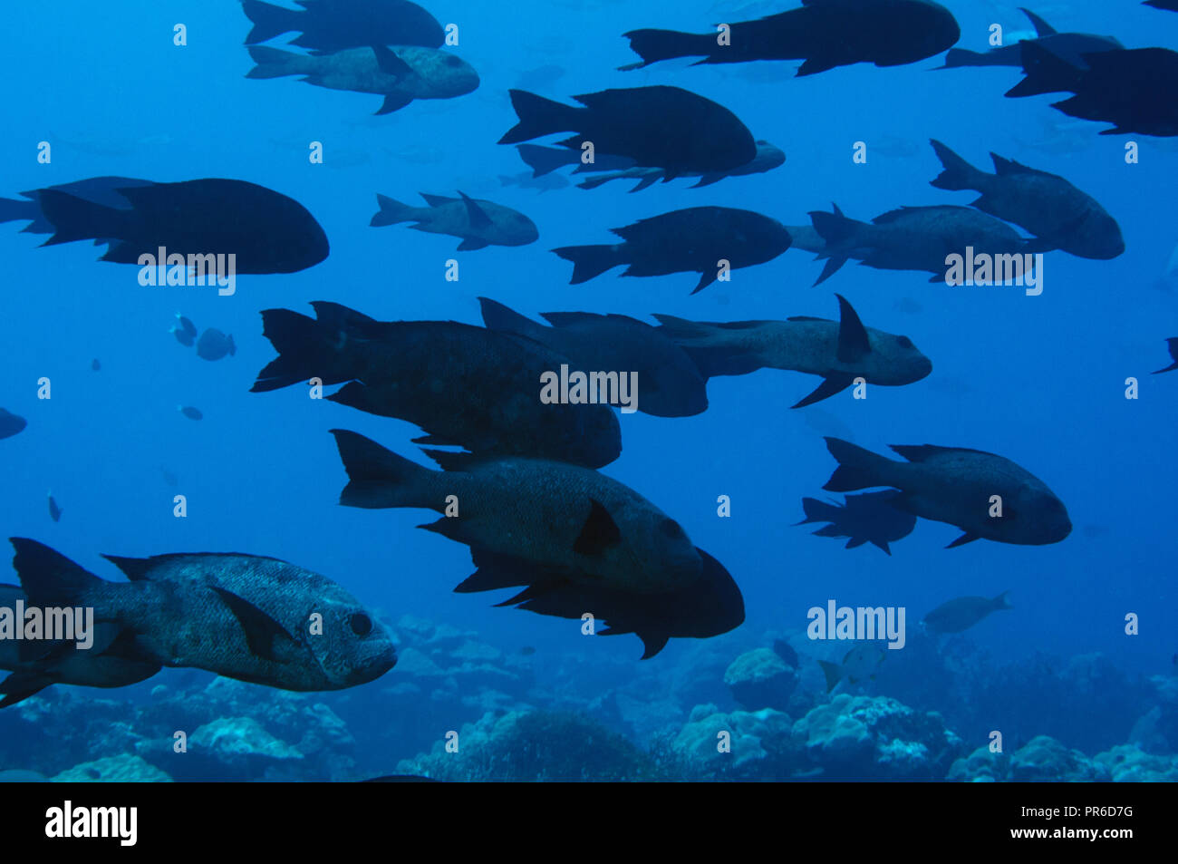 School of black snapper, Macolor niger, Pohnpei, Federated States of ...