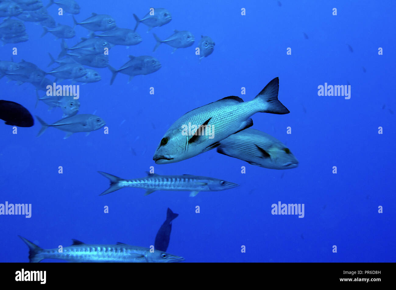 Blackfin snapper hi-res stock photography and images - Alamy