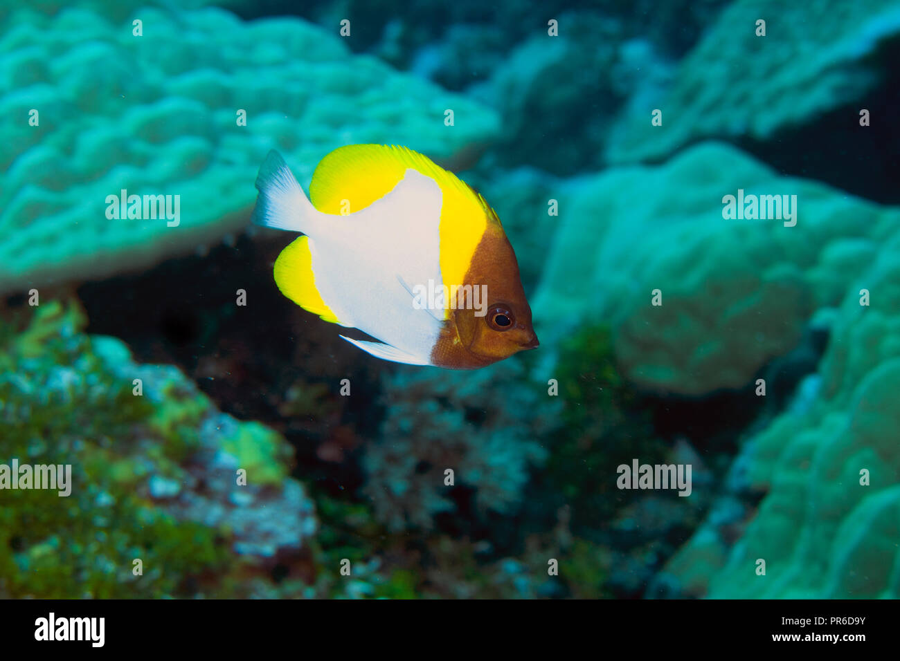 Pyramid butterflyfish, Hemitaurichthys polylepis, Pohnpei, Federated ...