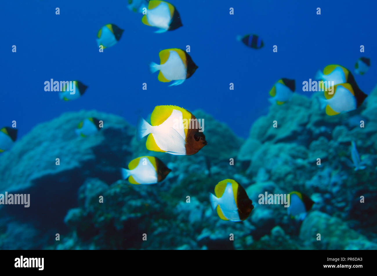 Group of pyramid butterflyfish, Hemitaurichthys polylepis, Pohnpei ...