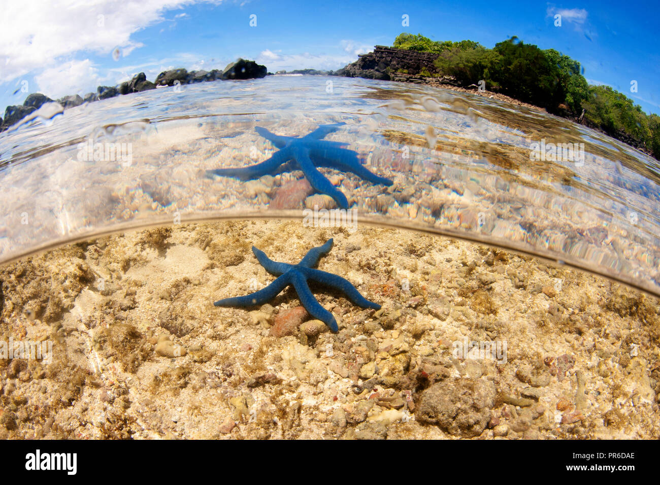 Blue sea star linckia laevigata hi-res stock photography and images - Alamy