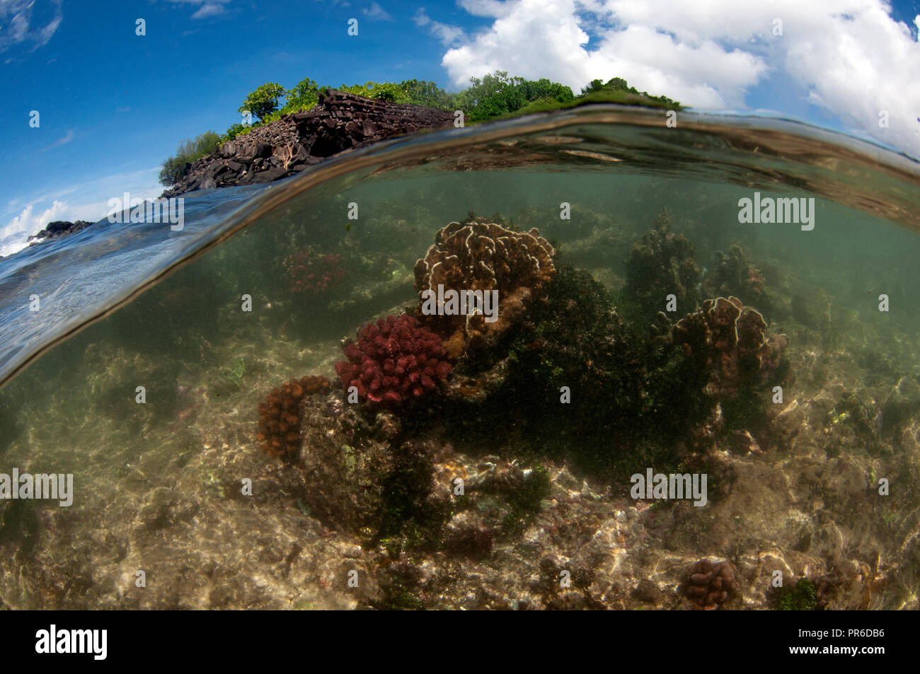 Algae and coral reef around one of the structures composing the ancient ...