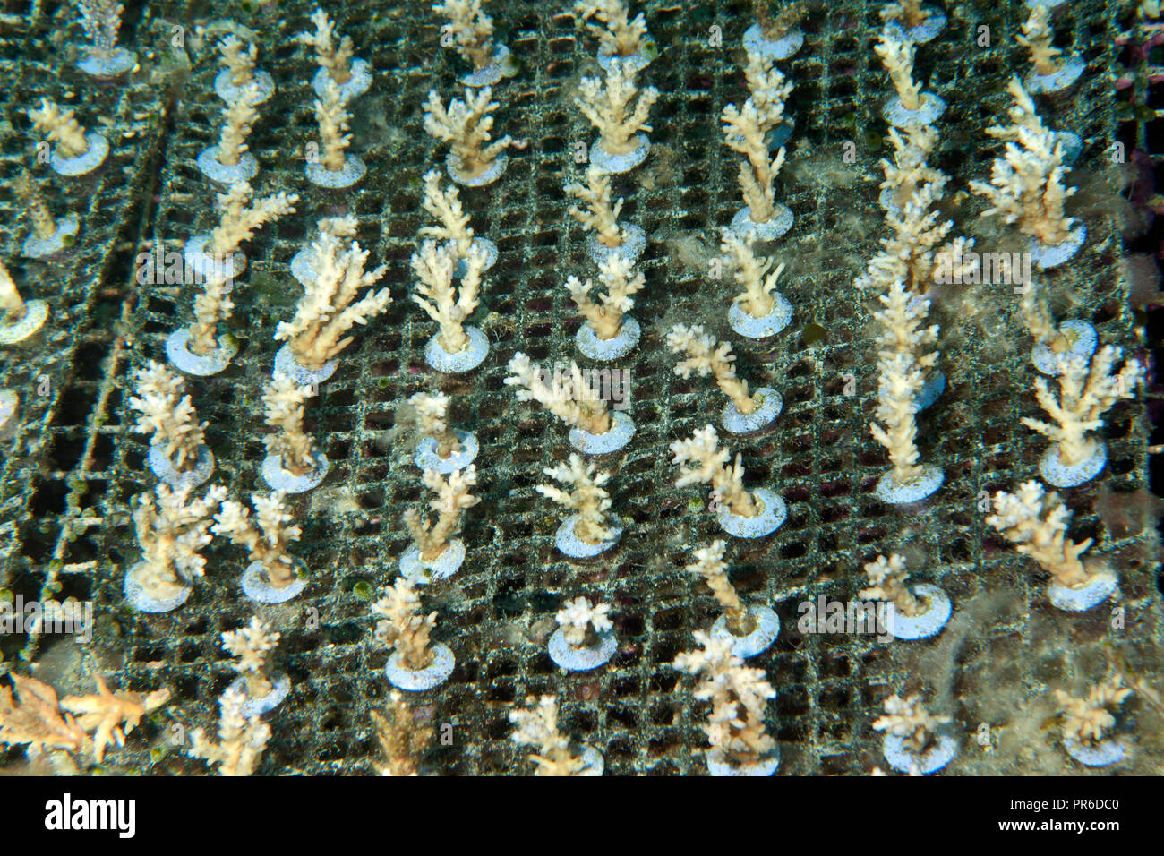 Underwater coral farm, Pohnpei, Federated States of Micronesia Stock ...