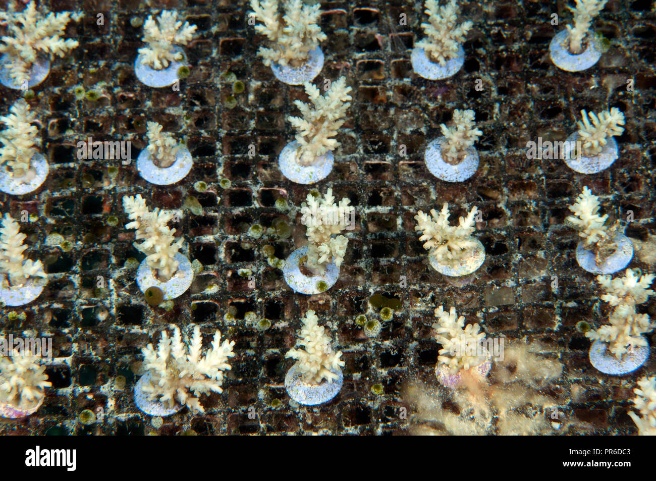 Coral reef restoration hi-res stock photography and images - Alamy